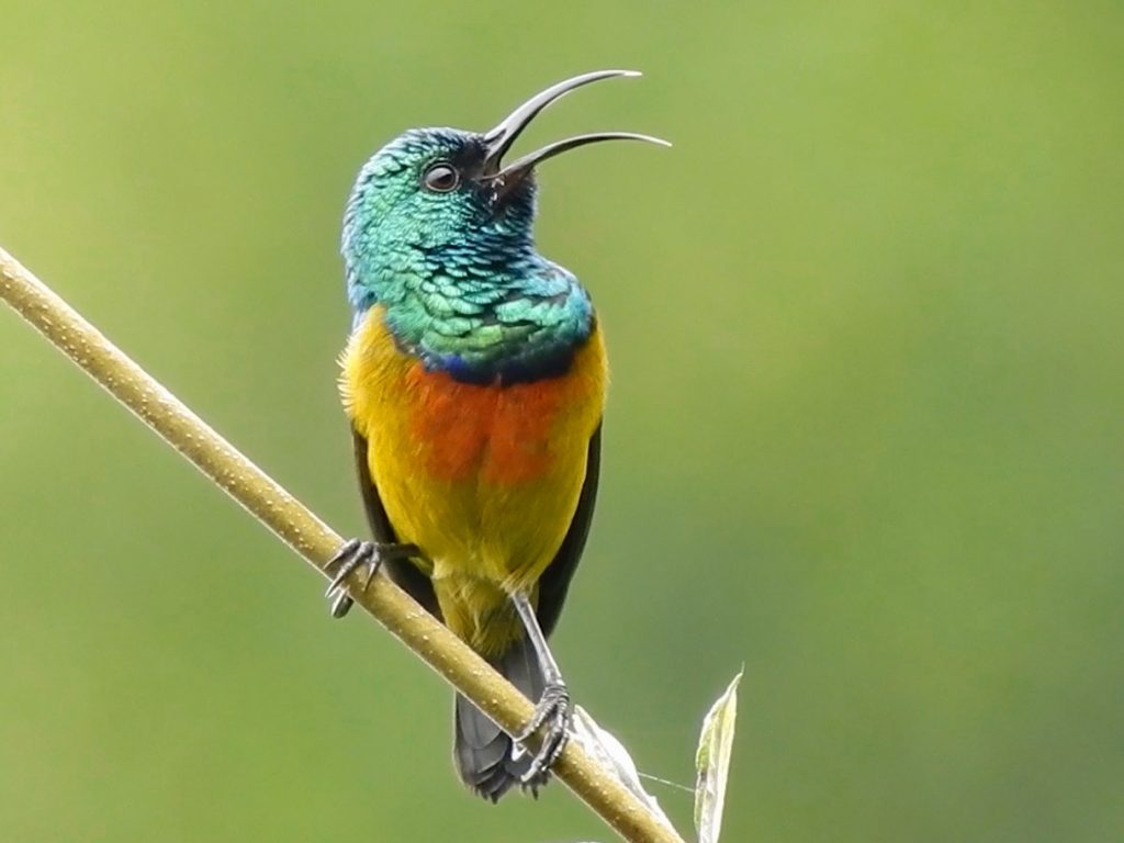 Tanzania birds | Neza SAFARIS | Your reliable and trusted travel ...